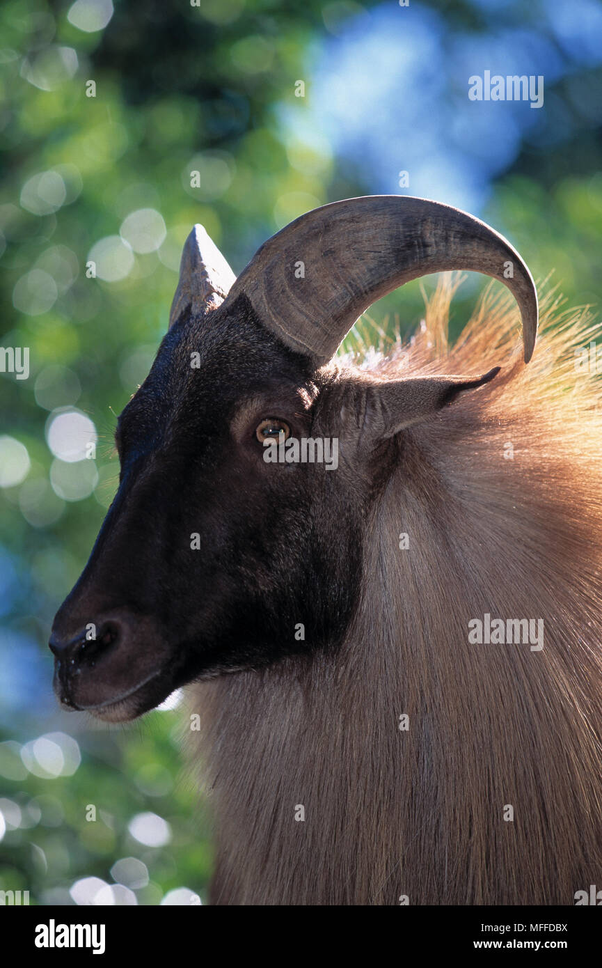 Himalayan tahr goat hi-res stock photography and images - Alamy