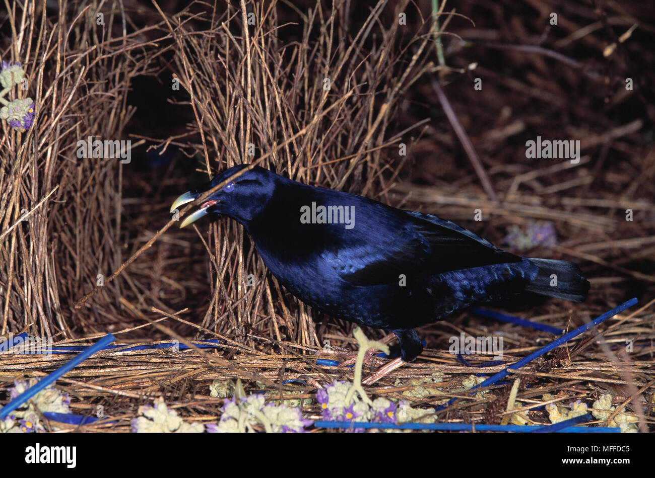 Bowerbird Illustration