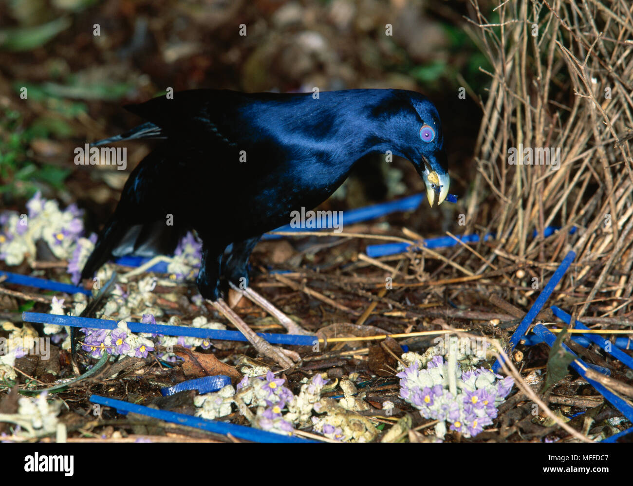 SATIN BOWERBIRD male Ptilorhynchus violaceus decorating bower in blue ...