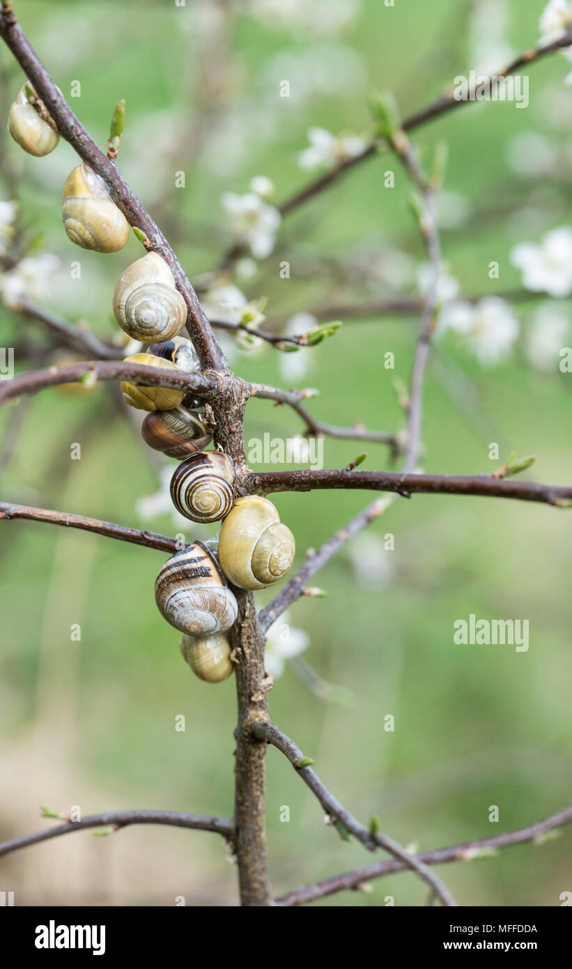 Brown lipped snails hi-res stock photography and images - Alamy