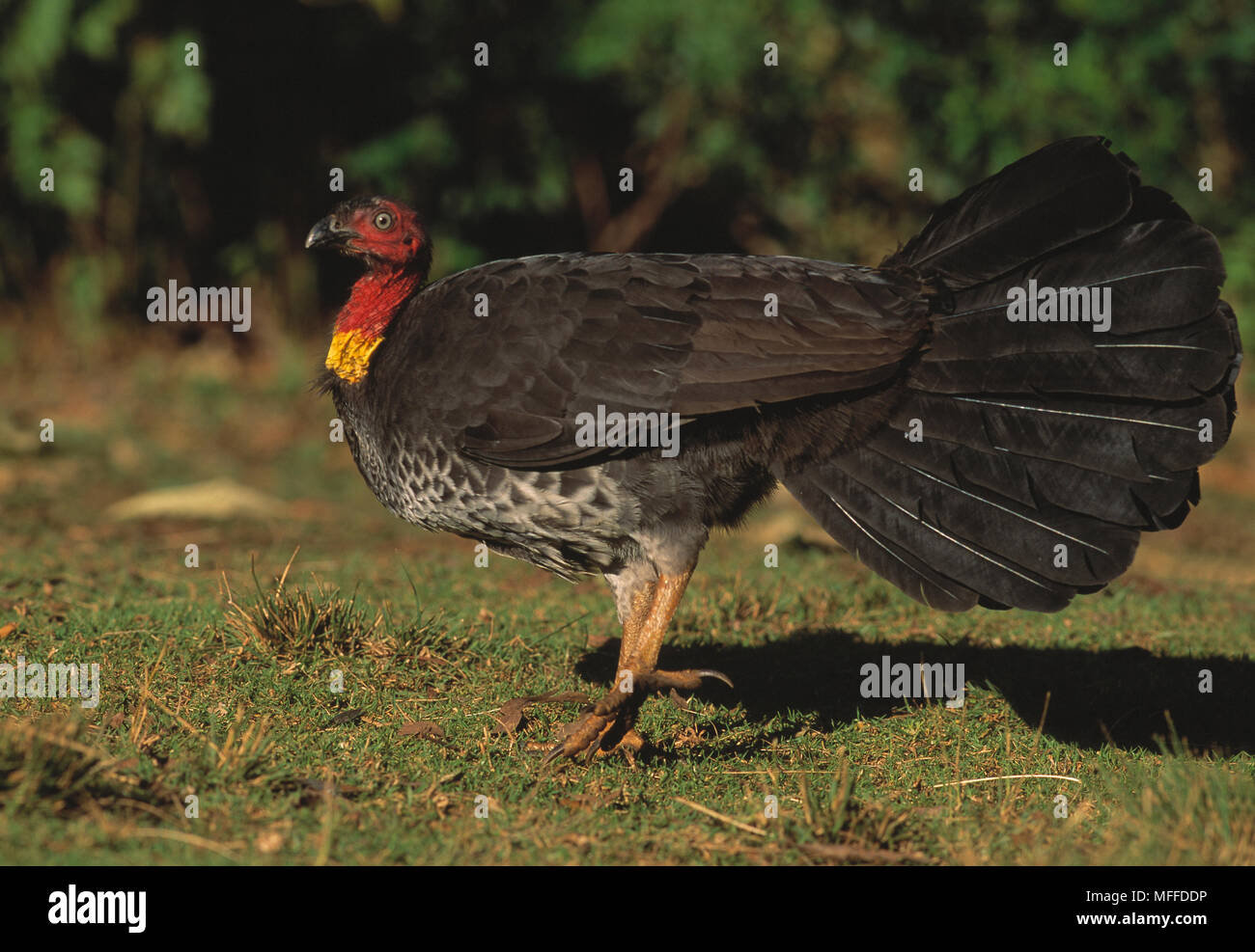 Australian megapodes hi-res stock photography and images - Alamy