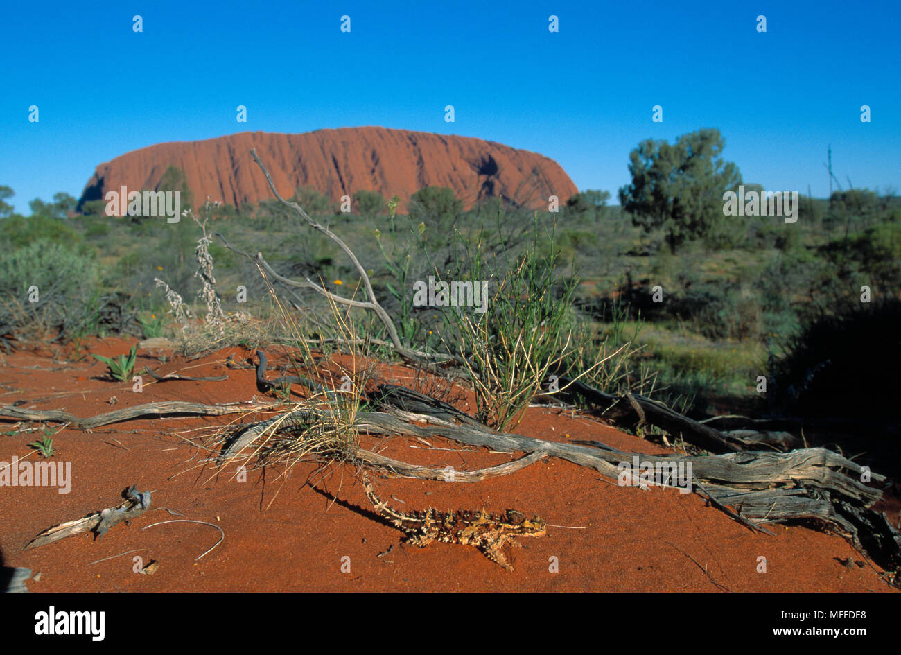 THORNY DEVIL LIZARD Moloch horridus with Ayers Rock, Uluru-Kata Tjuta ...