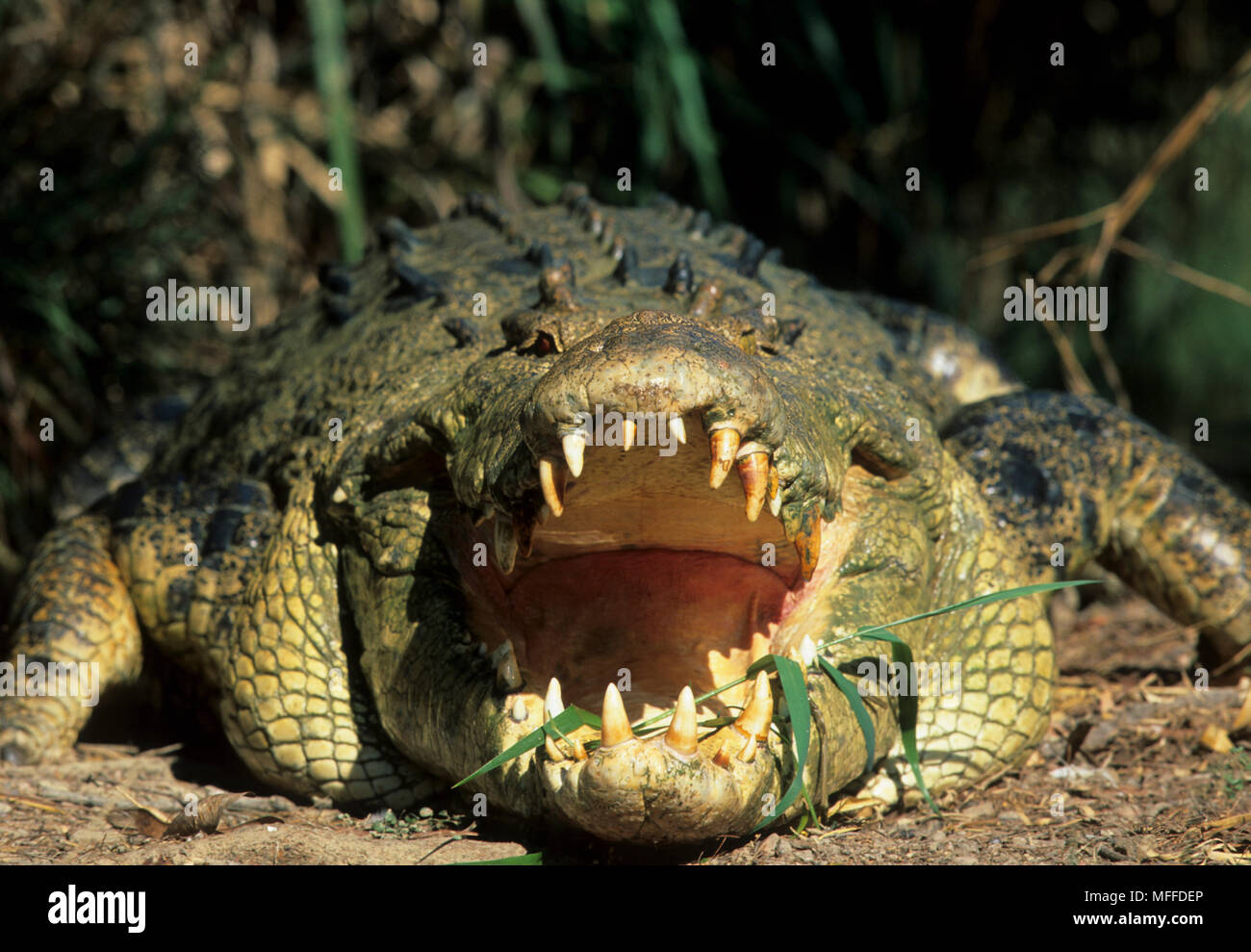 ESTUARINE or SALTWATER CROCODILE Crocodylus porosus basking with open ...