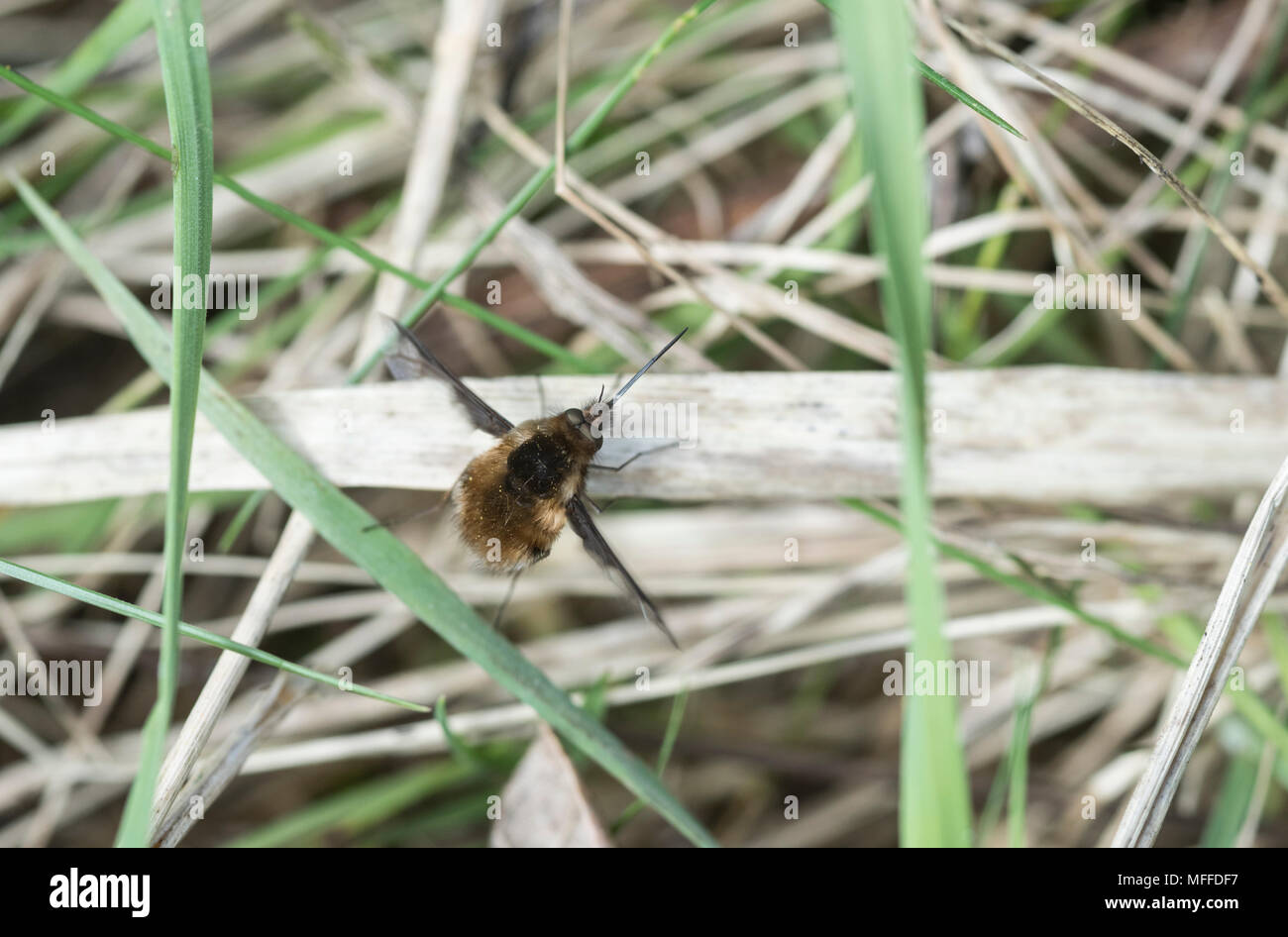 Dark edged bee fly uk hi-res stock photography and images - Alamy