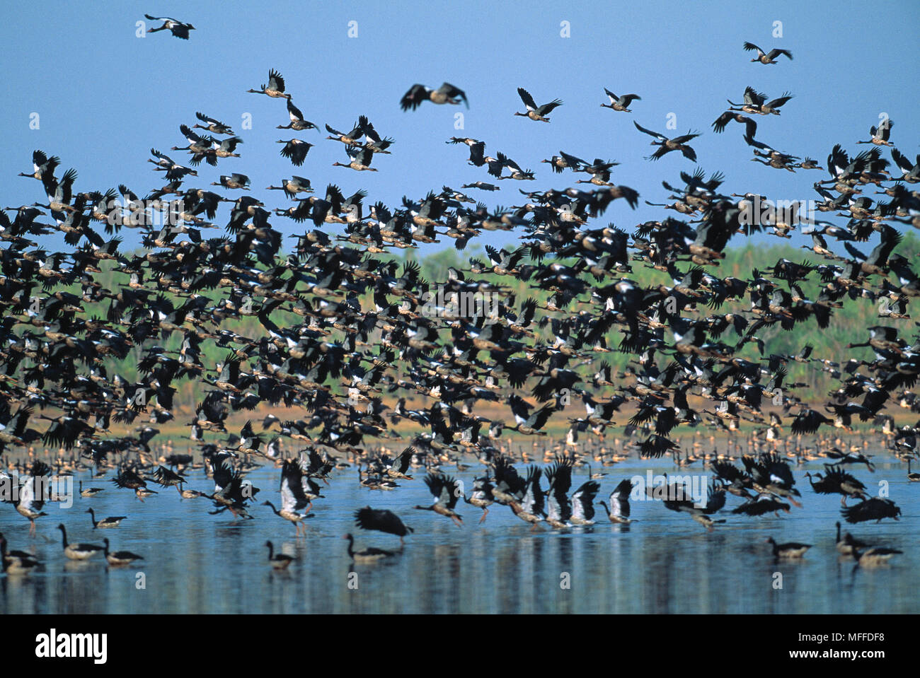MAGPIE GOOSE large flock Anseranas semipalmata Kakadu National Park ...