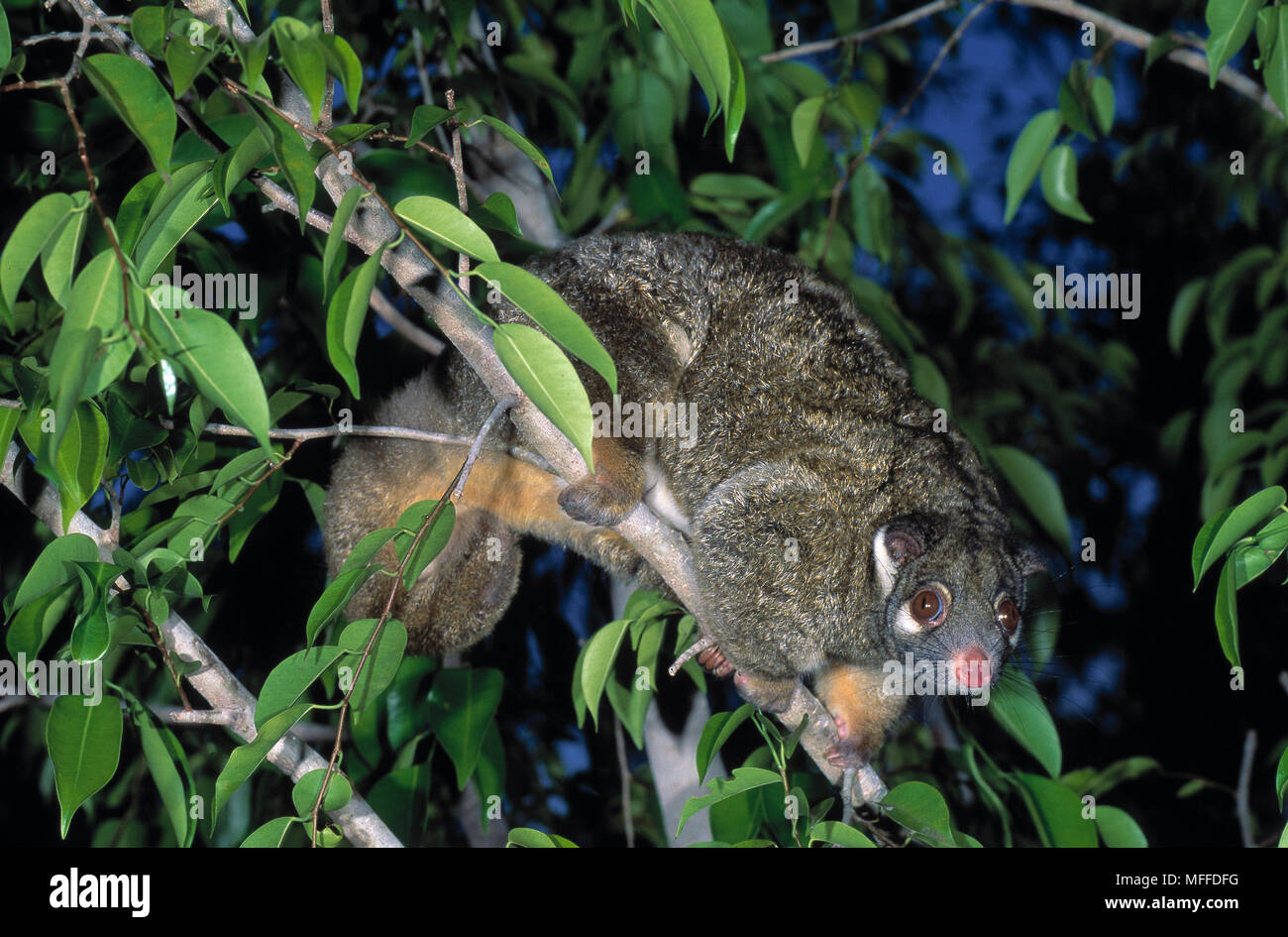 GREEN RINGTAIL POSSUM Pseudocheirus archeri Stock Photo - Alamy