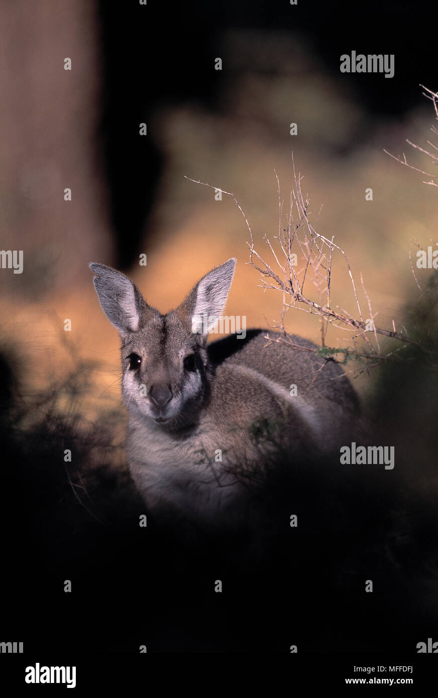 Bridled nailtail wallaby hi-res stock photography and images - Alamy