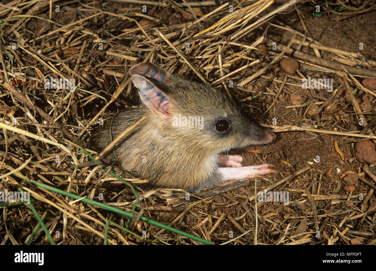 EASTERN BARRED BANDICOOT Perameles gunnii Endangered species Australia ...