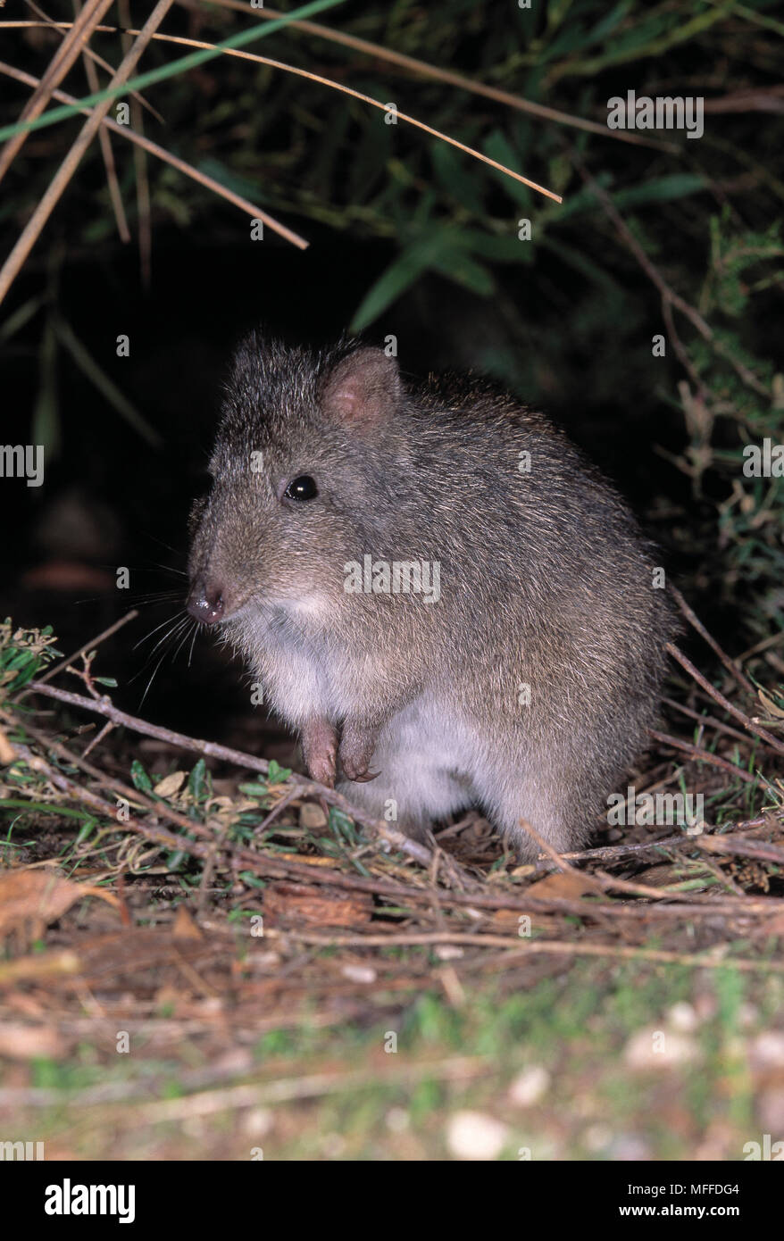 Long nosed potoroo hi-res stock photography and images - Alamy