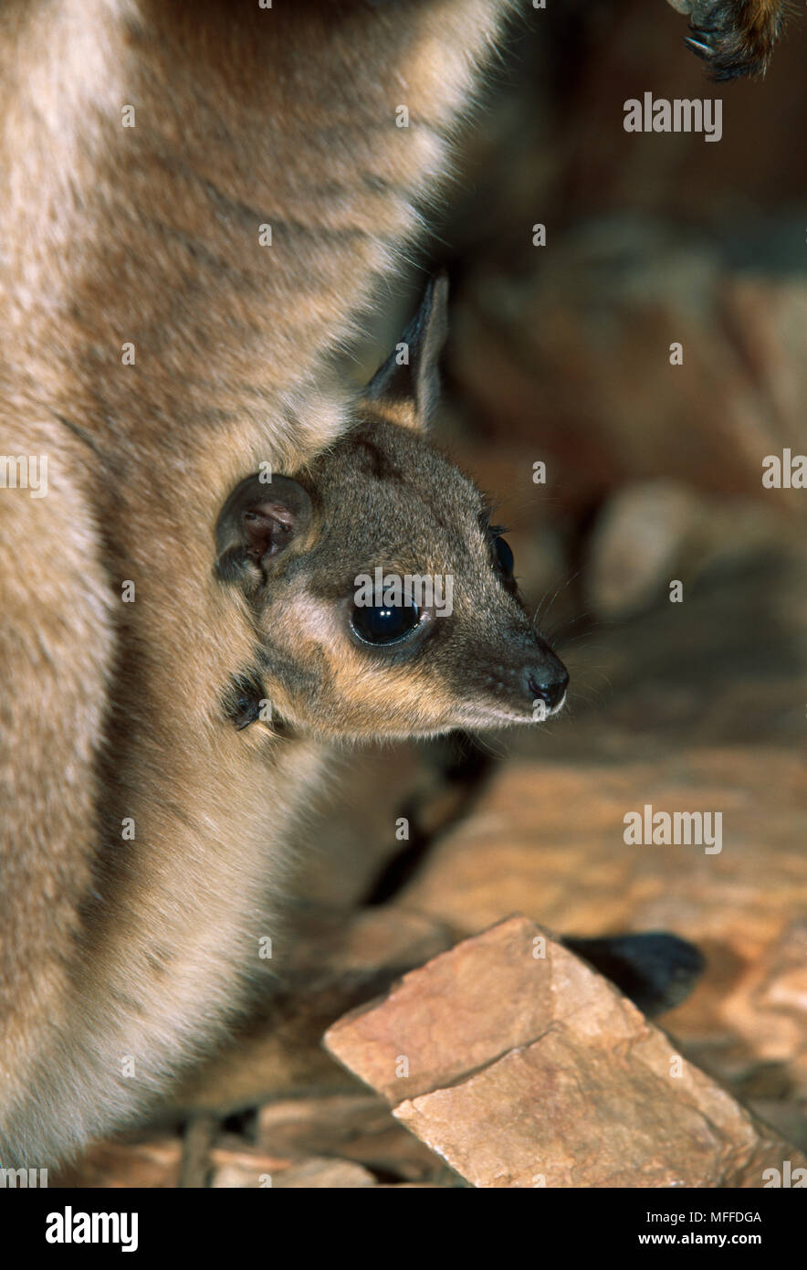 BLACK-FOOTED ROCK-WALLABY Petrogale lateralis young in pouch Australia ...