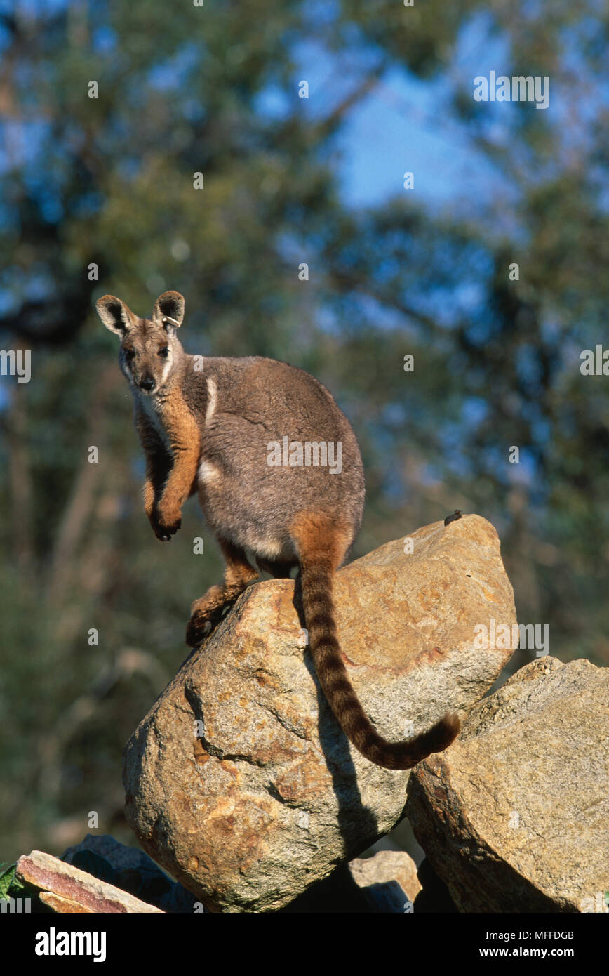 YELLOW-FOOTED ROCK WALLABY Petrogale xanthopus on rock Australia Stock ...