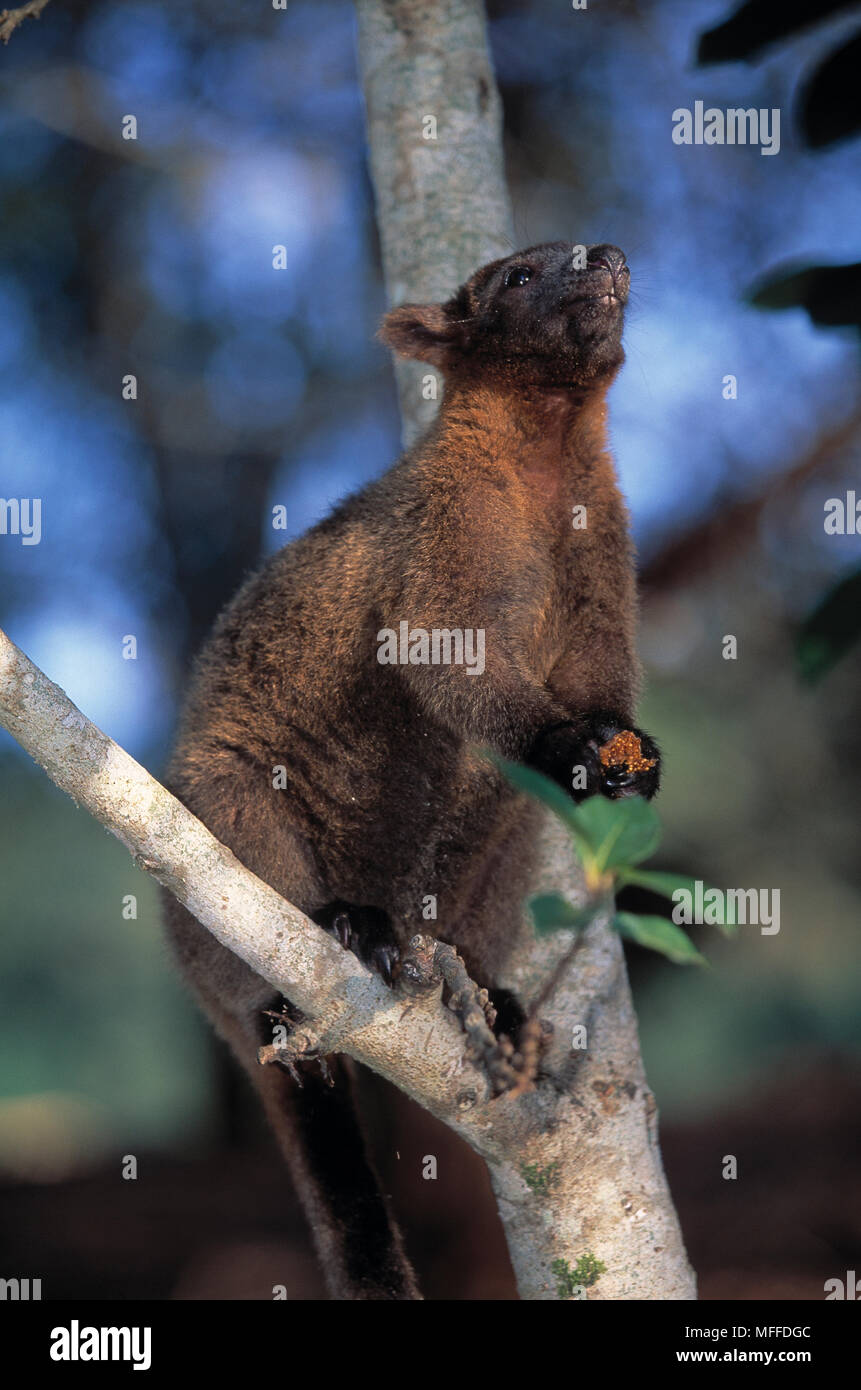 Bennetts tree kangaroo hi-res stock photography and images - Alamy