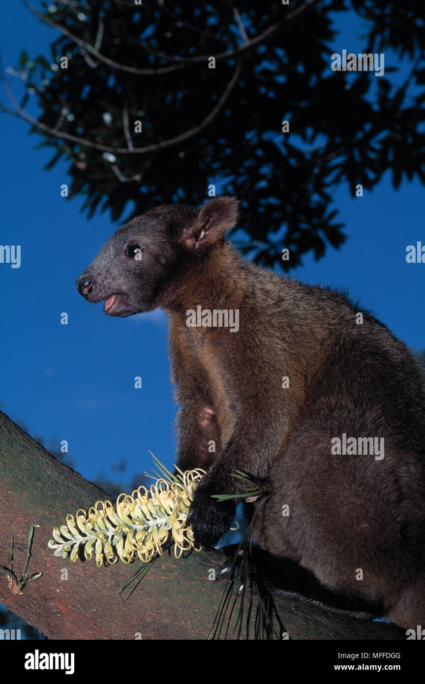 Bennetts tree kangaroo hi-res stock photography and images - Alamy