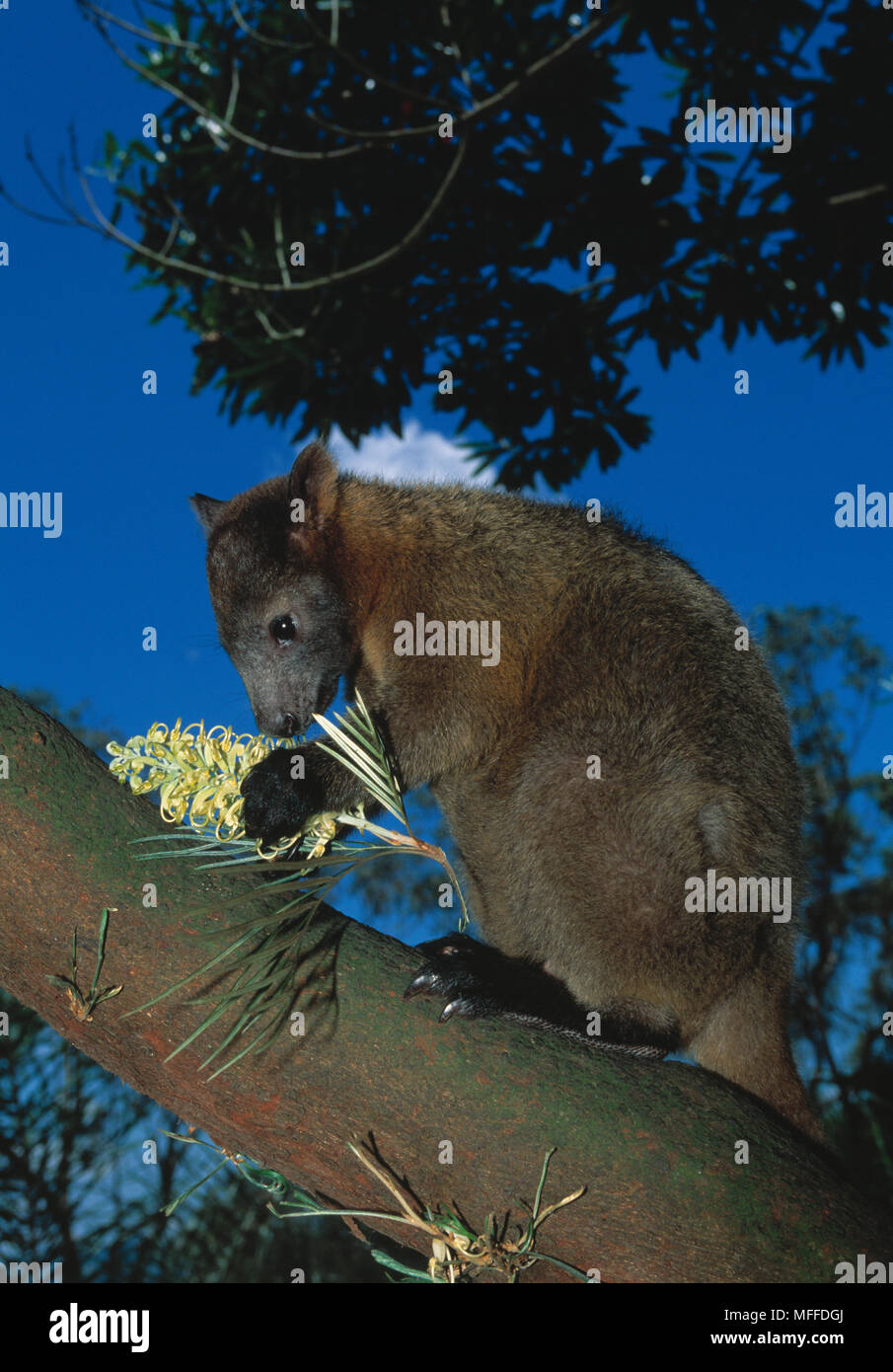 Bennetts tree kangaroo hi-res stock photography and images - Alamy