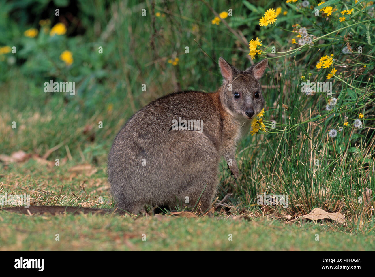 RED-NECKED PADEMELON Thylogale thetis Stock Photo - Alamy