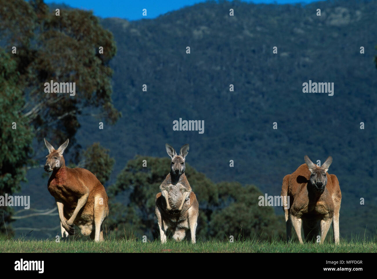RED KANGAROO Macropus rufus group of three Stock Photo - Alamy