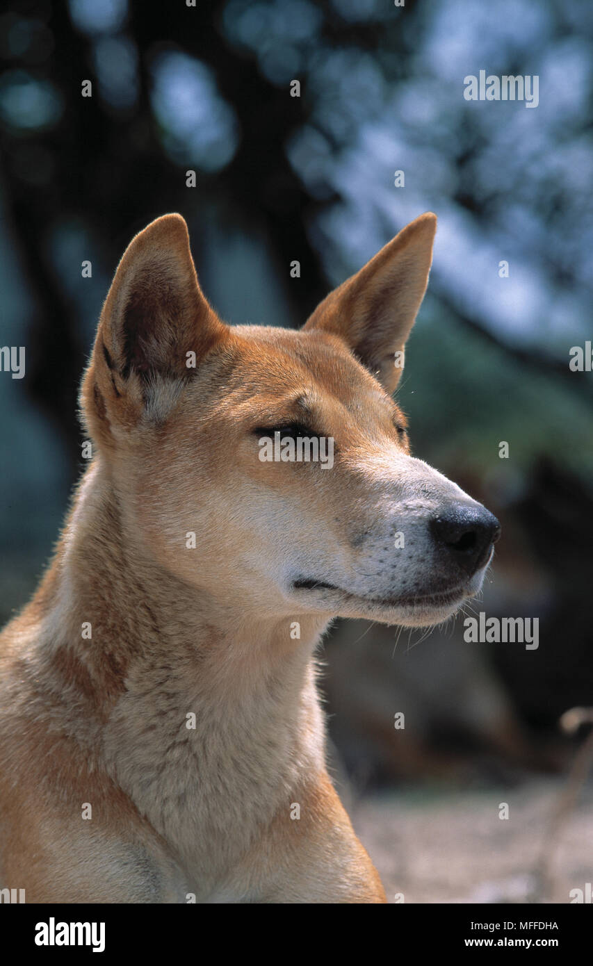 DINGO Canis familiaris dingo Central Australia Stock Photo - Alamy