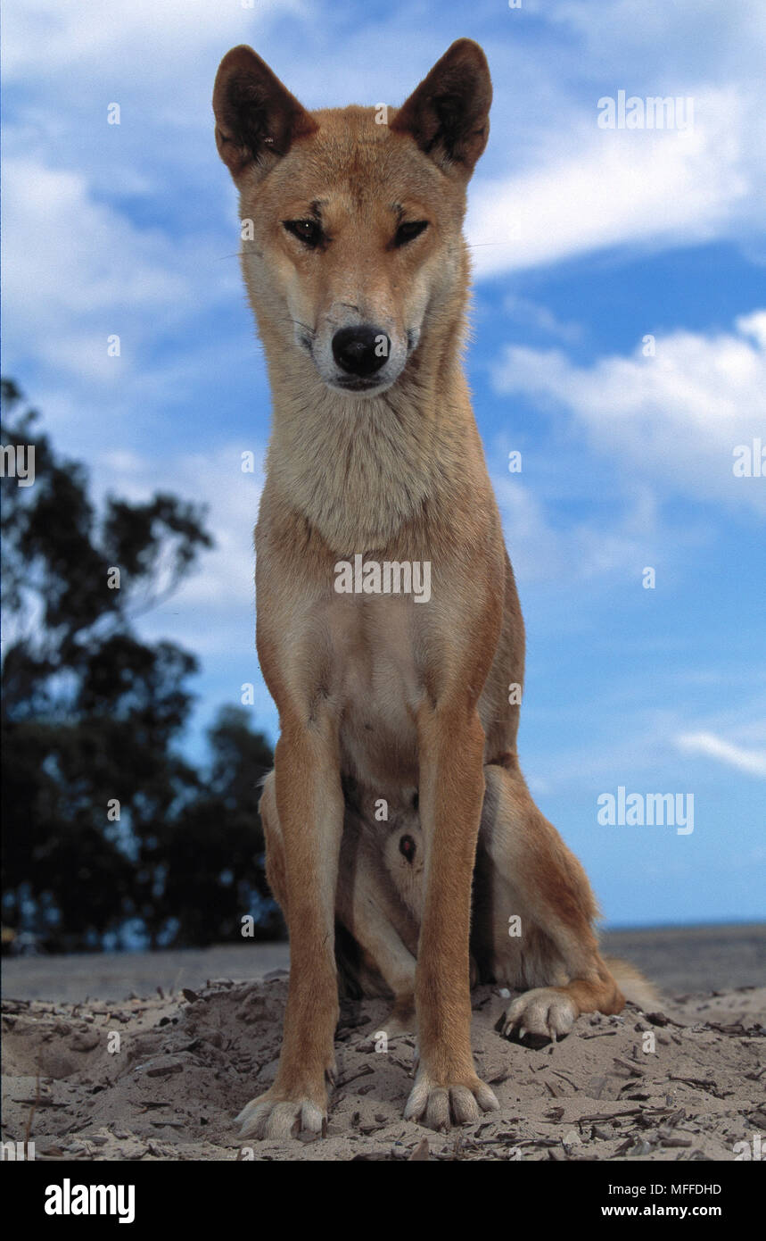 Dingo Sitting High Resolution Stock Photography and Images - Alamy