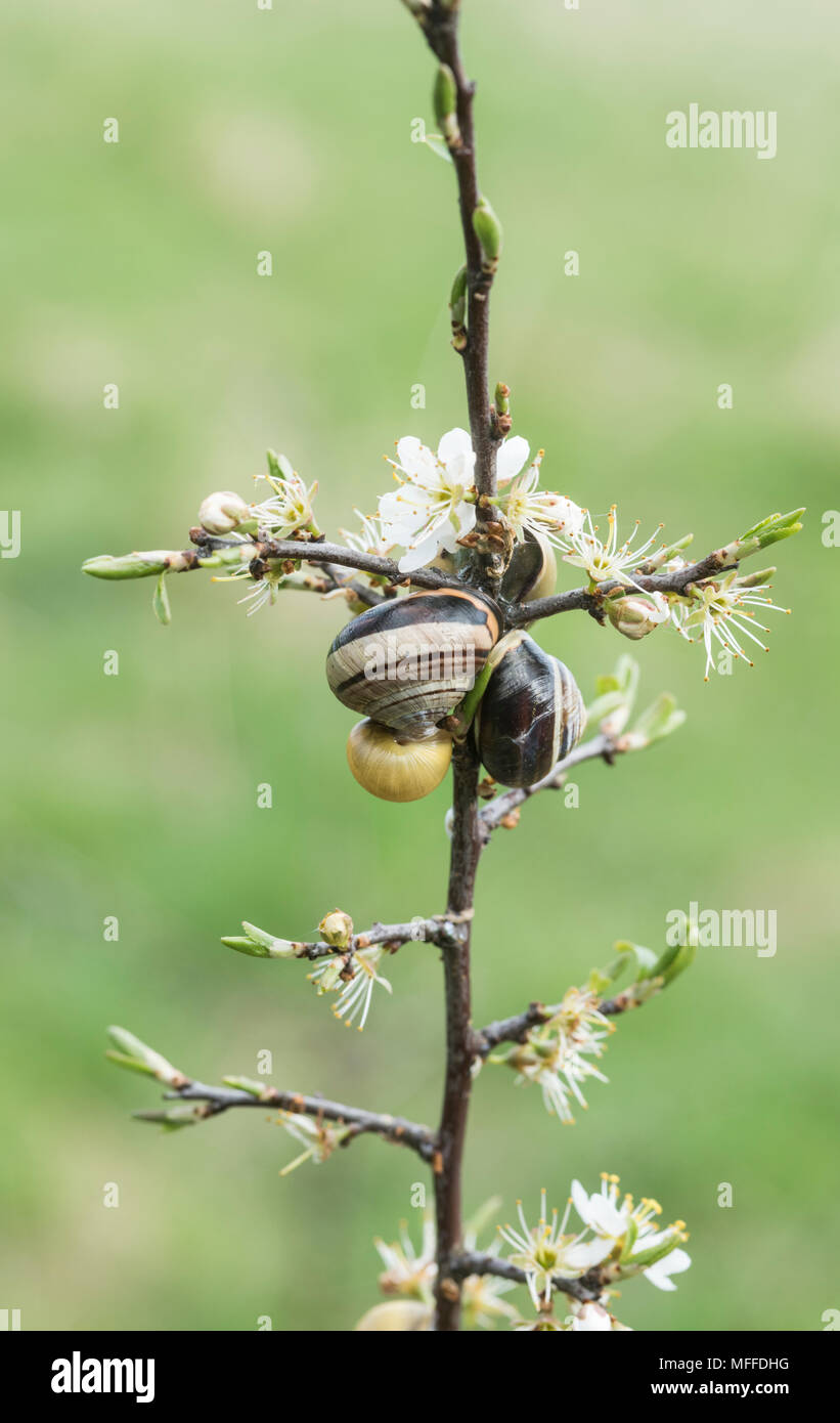 Brown-lipped snails (Cepaea nemoralis) aestivating on Hawthorn Stock ...
