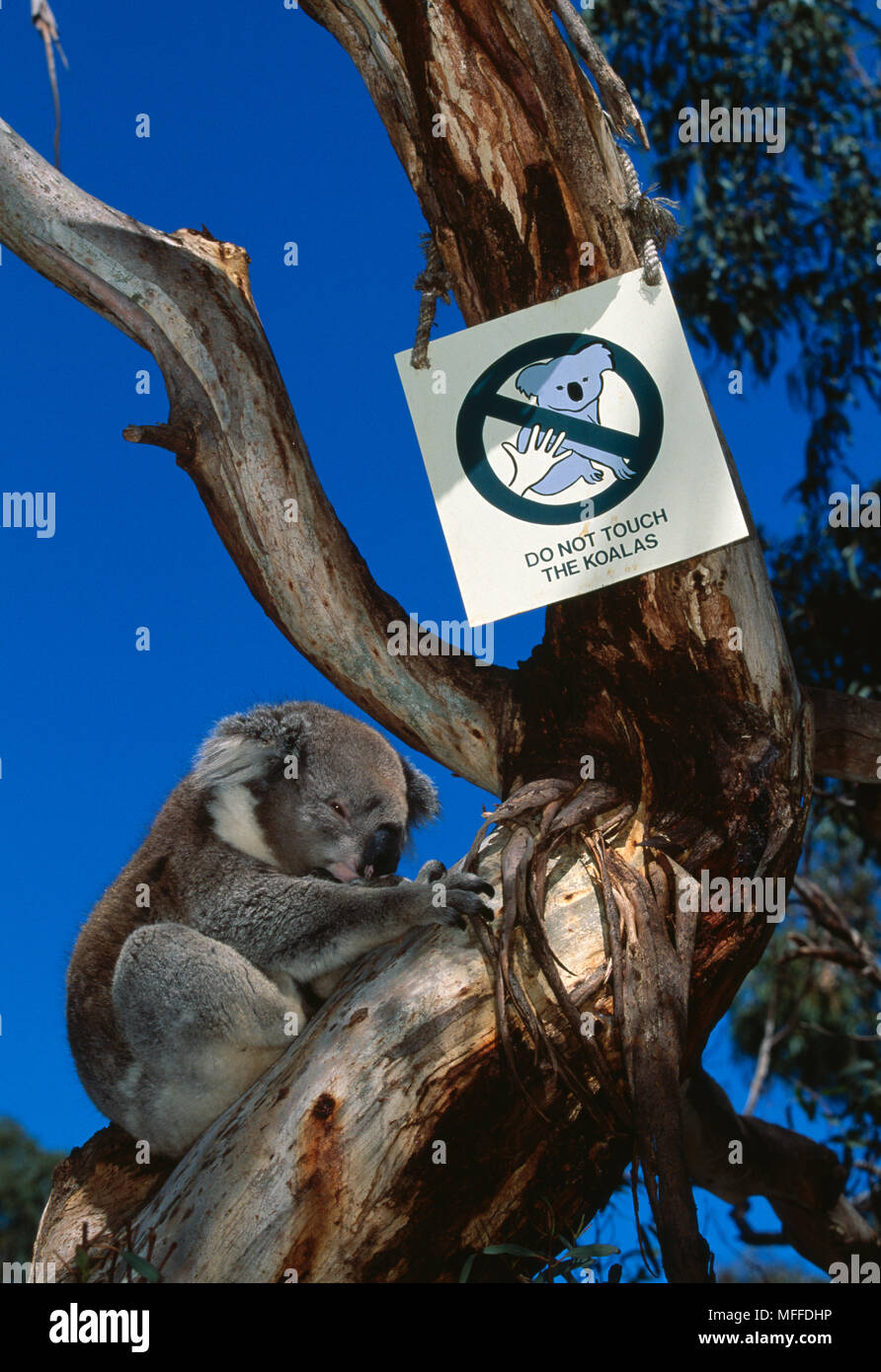 KOALA on Eucalyptus Phascolarctos cinereus in wildlife park (with DO ...