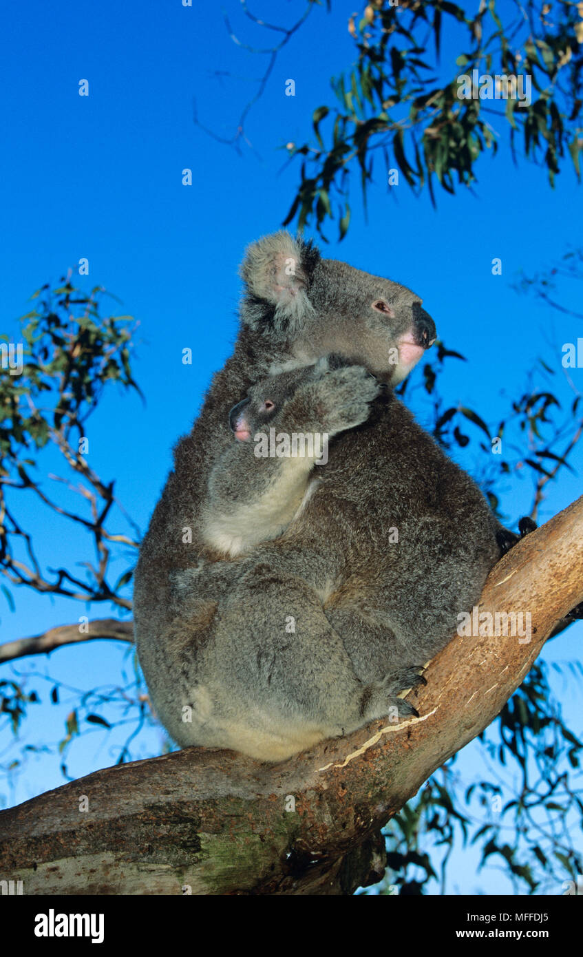 KOALA female with young Phascolarctos cinereus Australia Stock Photo ...