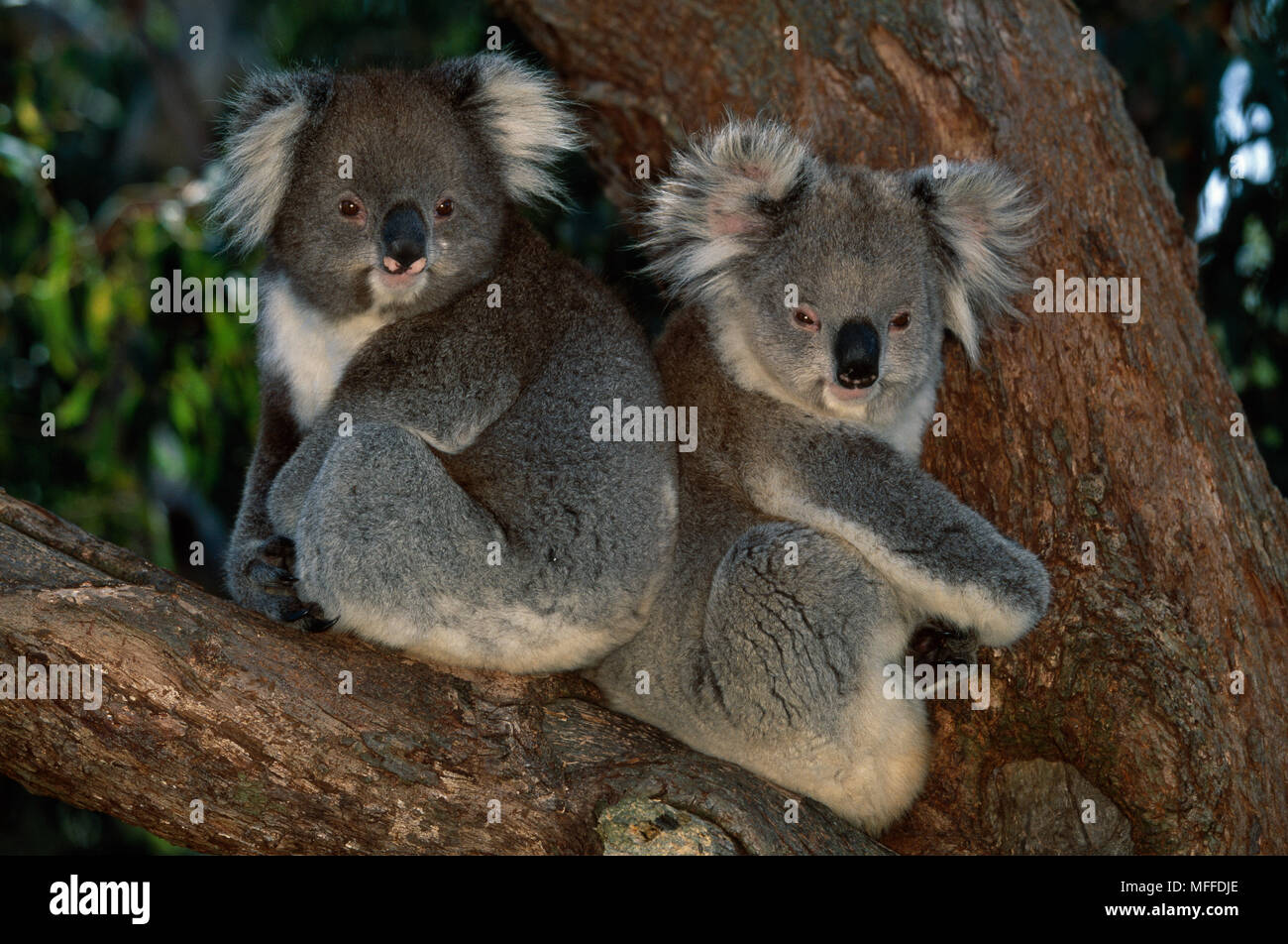 Two Koalas In A Tree
