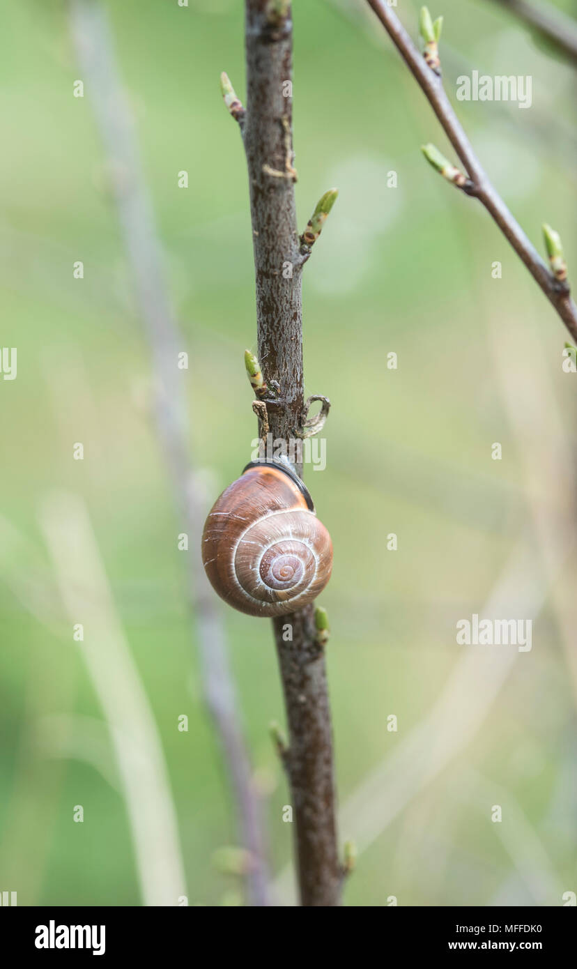 Aestivation hi-res stock photography and images - Alamy