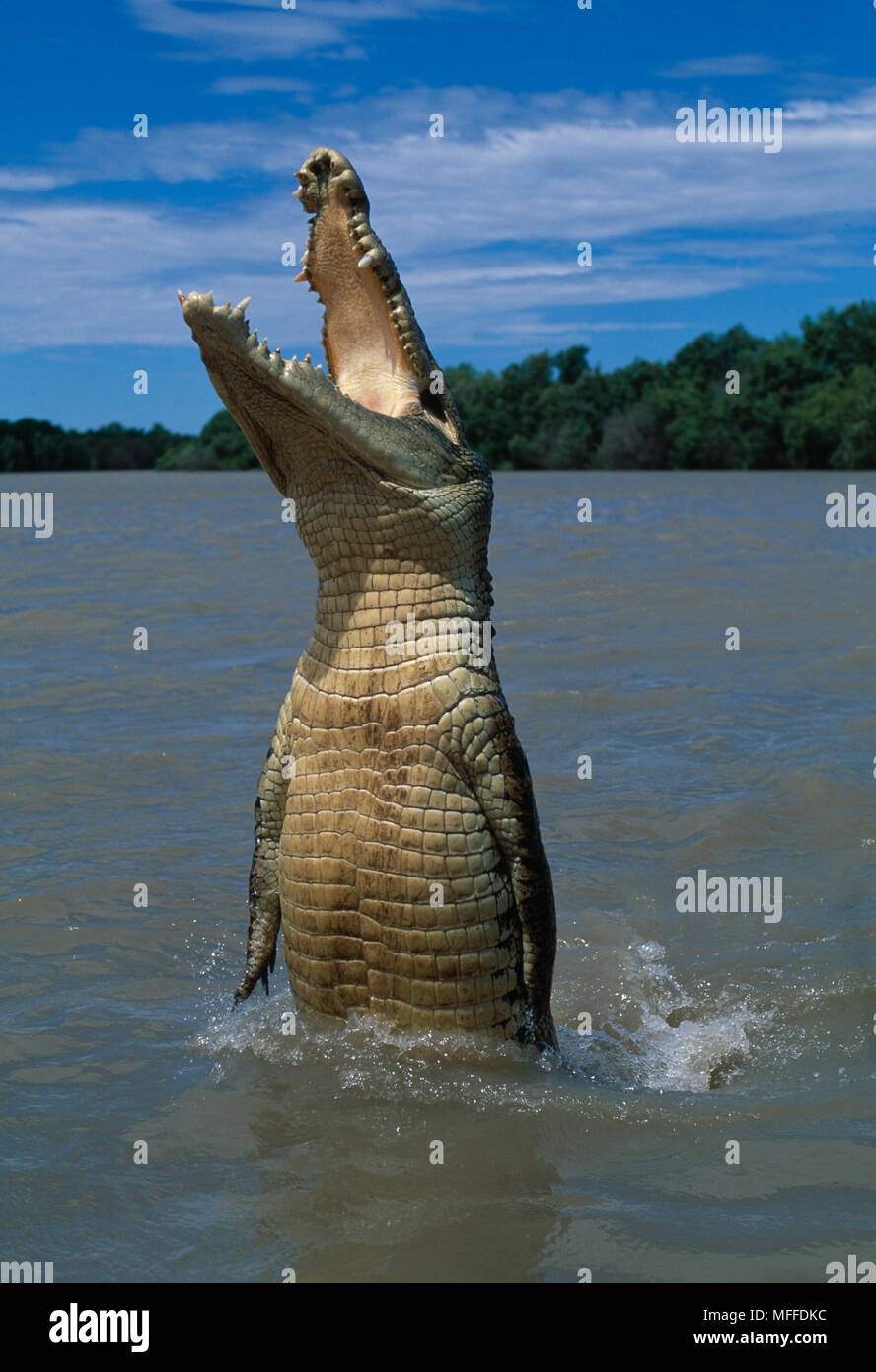 ESTUARINE or SALTWATER CROCODILE Crocodylus porosus reared up out of water to take proffered ...