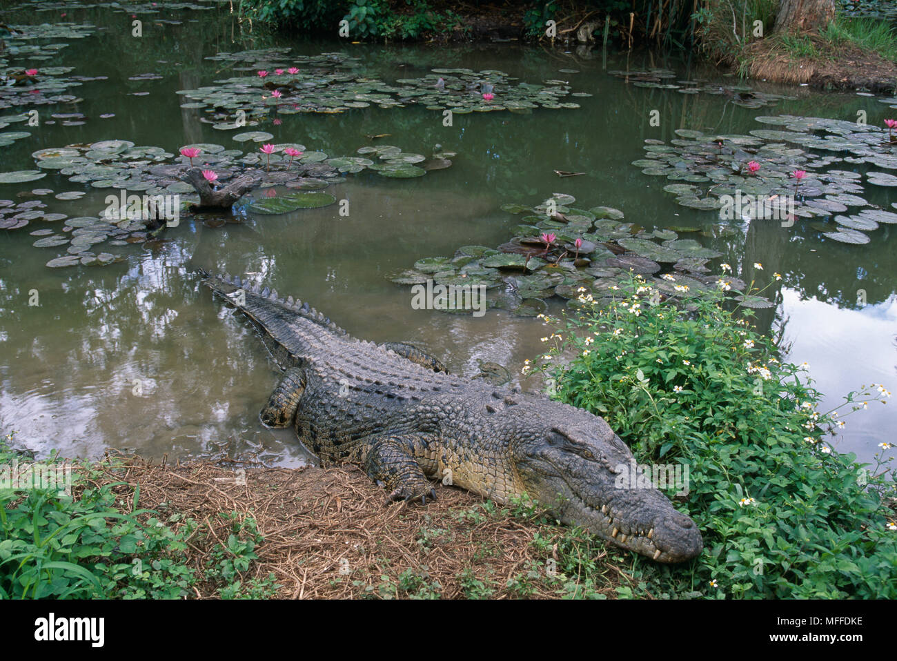 SALTWATER or ESTUARINE CROCODILE Crocodylus porosus basking Stock Photo ...