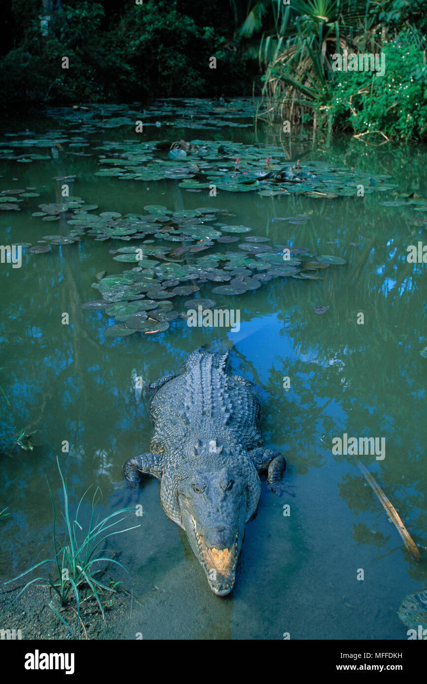 Saltwater crocodiles gaping hi-res stock photography and images - Alamy
