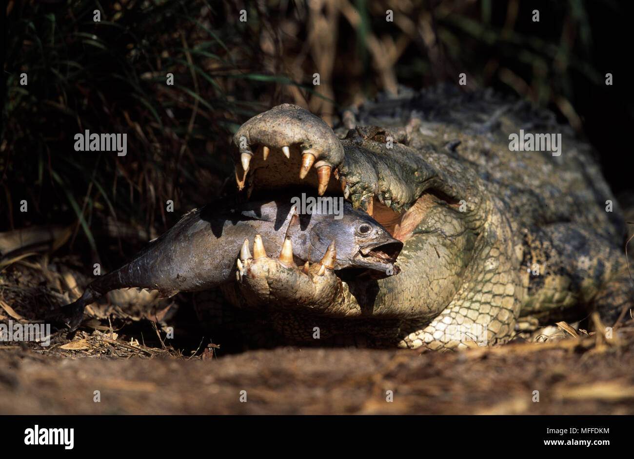 Saltwater crocodile prey hi-res stock photography and images - Alamy