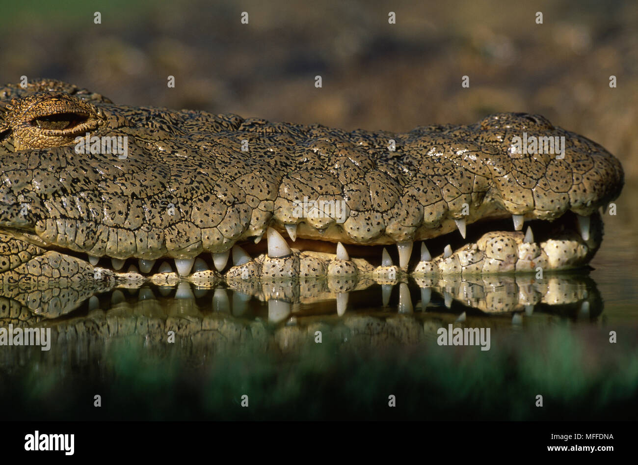 Crocodile catching prey hi-res stock photography and images - Alamy