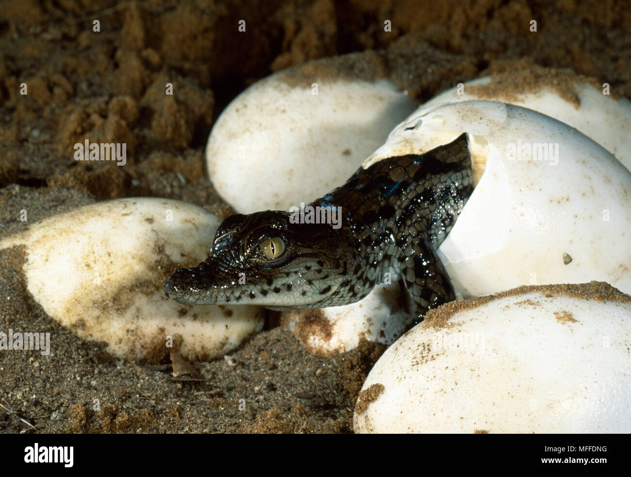 NILE CROCODILE young emerging Crocodylus niloticus from egg Incubation ...
