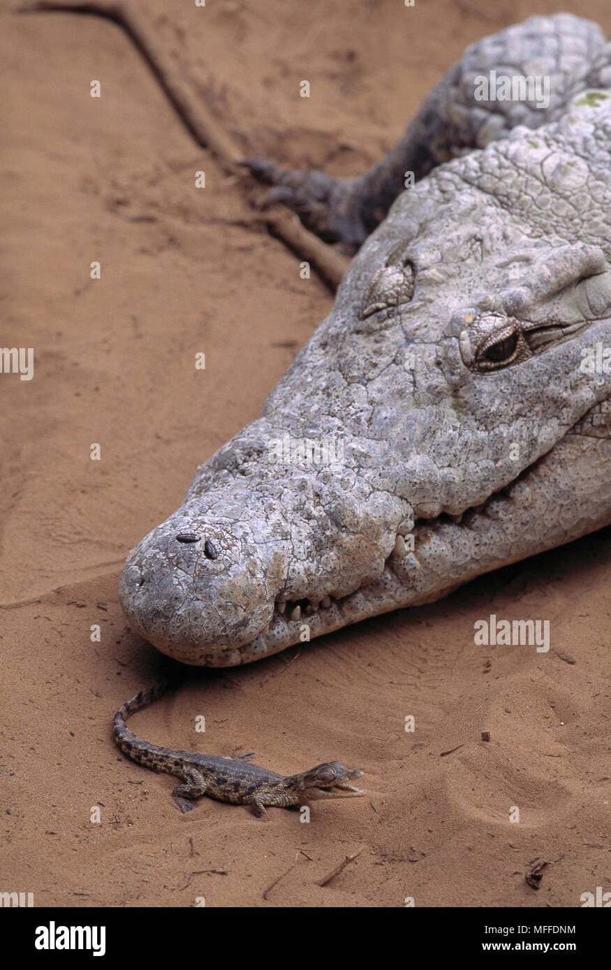 Nile crocodile mother babies hi-res stock photography and images - Alamy