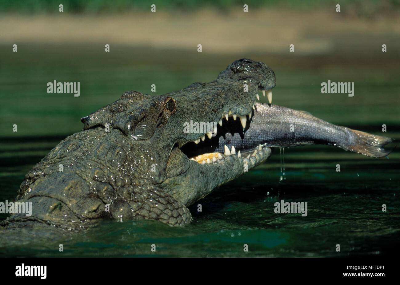 Nile Crocodile Eating High Resolution Stock Photography and Images - Alamy