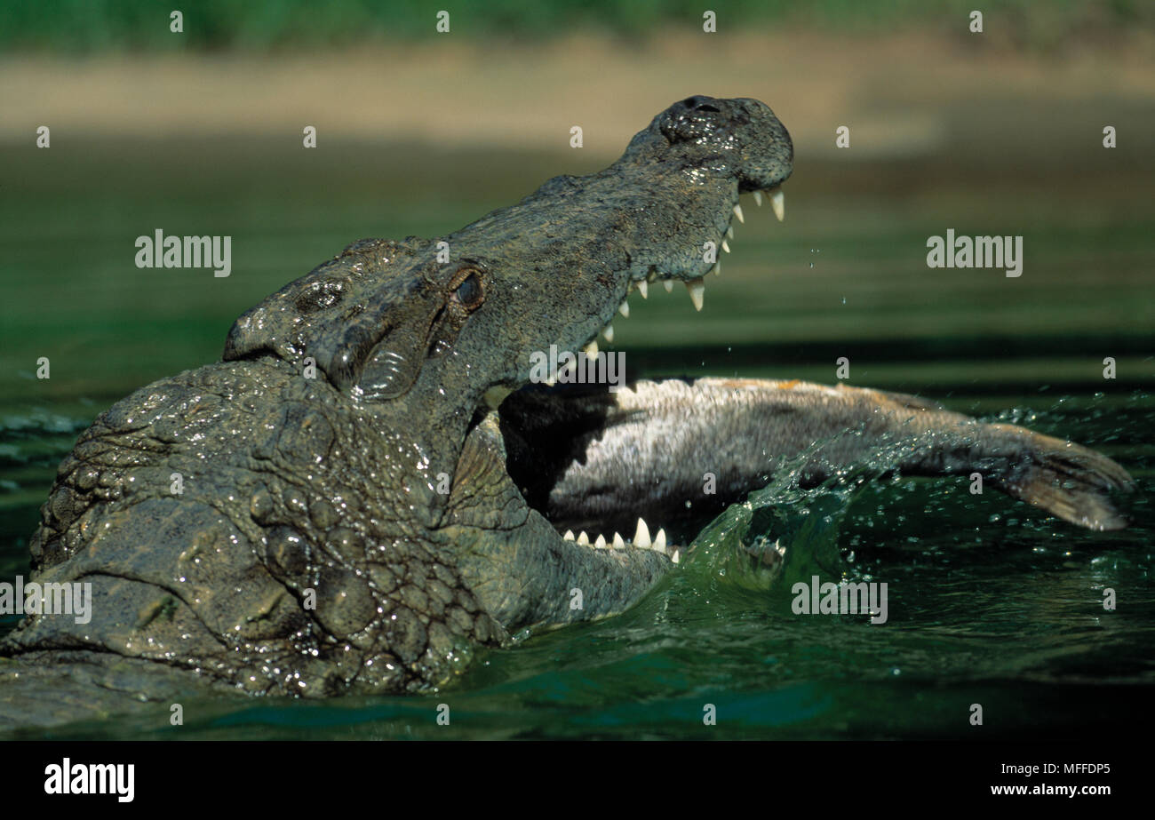 Nile Crocodile Eating Stock Photos & Nile Crocodile Eating Stock Images ...