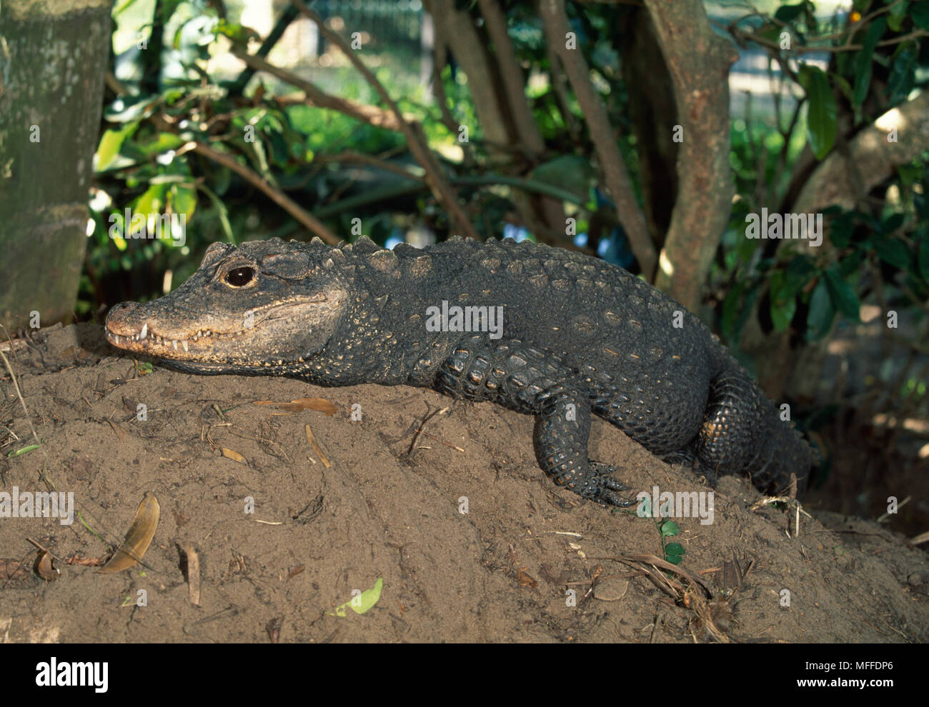 AFRICAN DWARF CROCODILE Osteolaemus tetraspis female guarding nest ...
