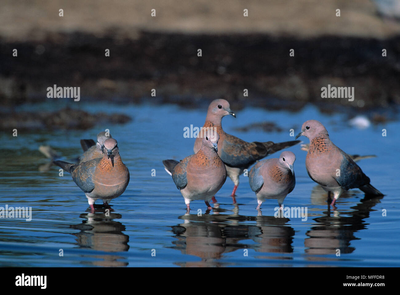 PALM DOVE or LAUGHING DOVE Streptopelia senegalensis drinking at ...