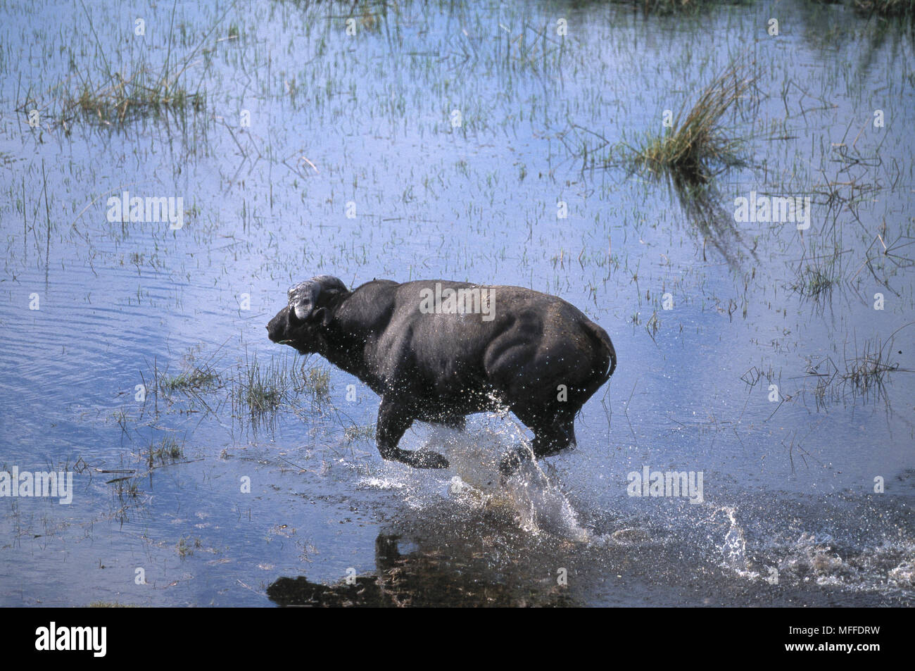 Buffalo galloping hi-res stock photography and images - Alamy