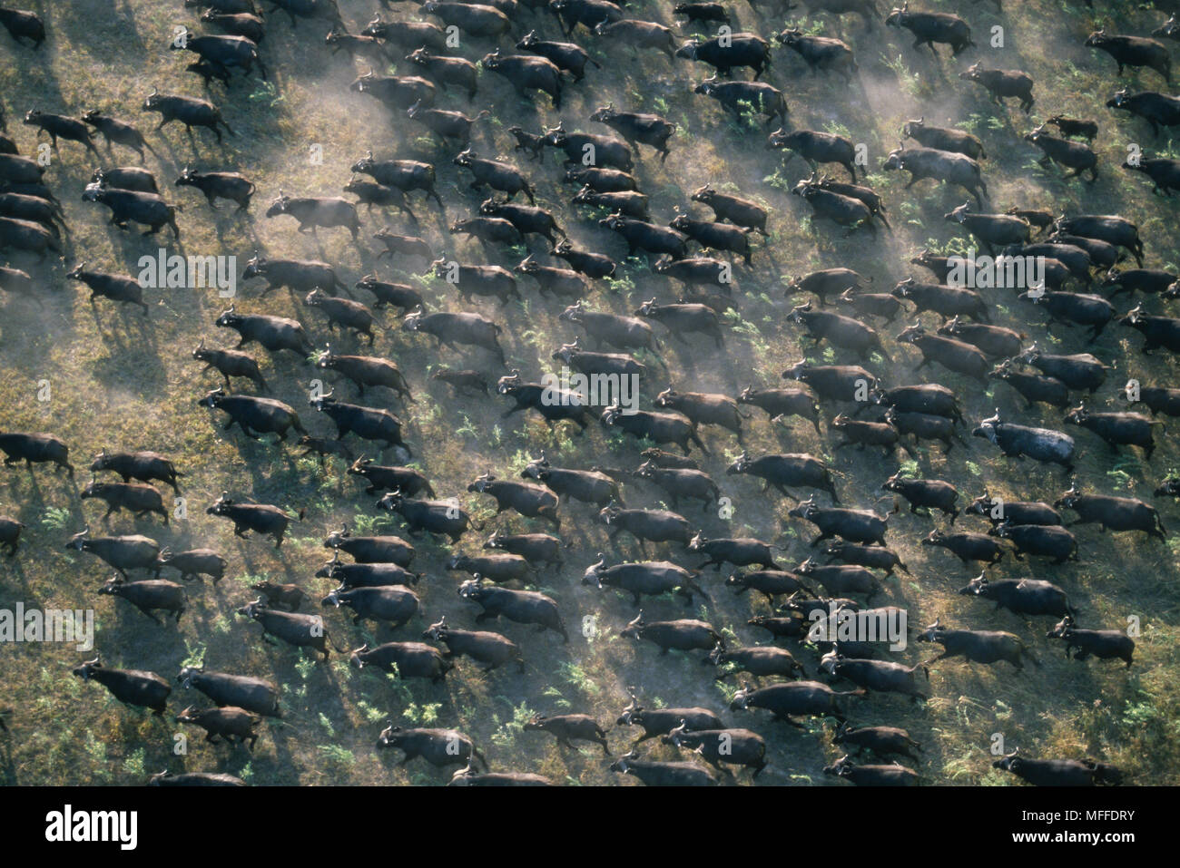 Cattle stampede africa hi-res stock photography and images - Alamy