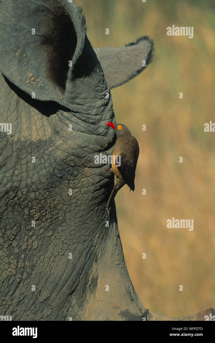 Rhino attacking hi-res stock photography and images - Alamy