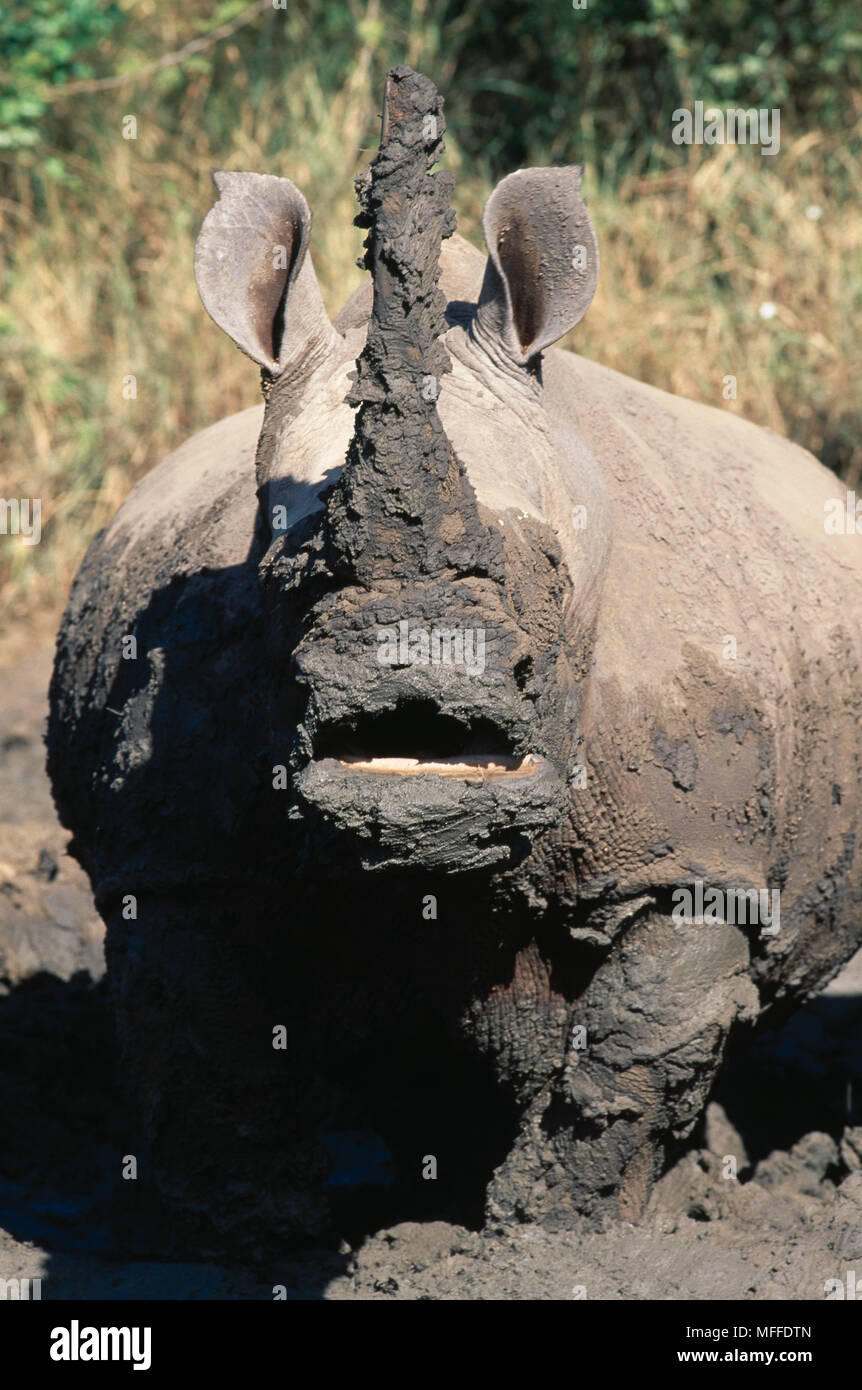 White rhinoceros mud wallow hi-res stock photography and images - Alamy