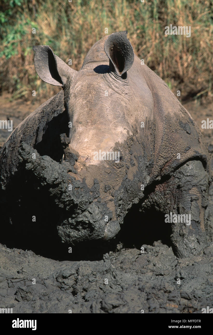 WHITE RHINOCEROS Ceratotherium simum wallowing in mud, for cooling ...