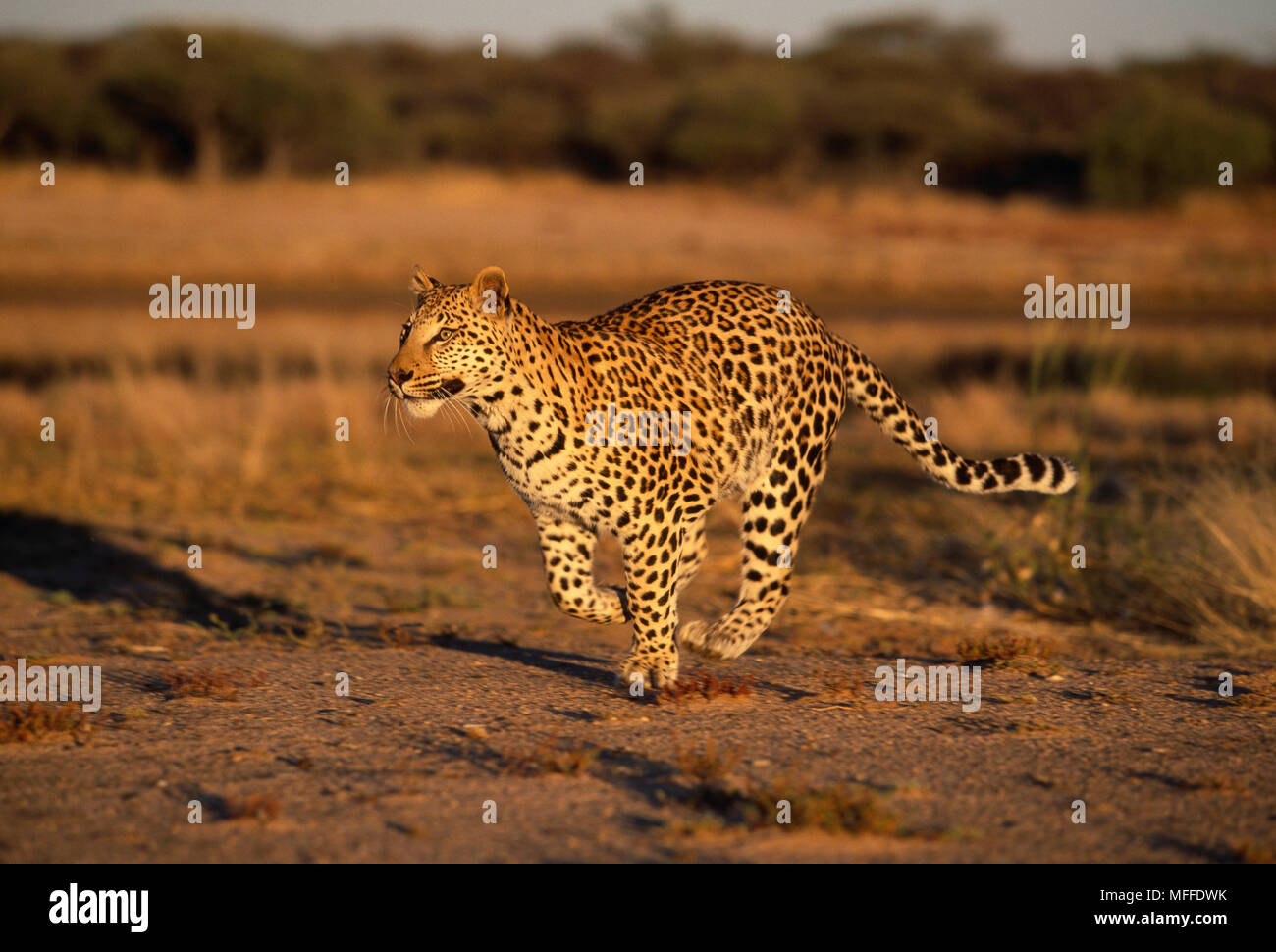 LEOPARD running Panthera pardus Africa Stock Photo - Alamy