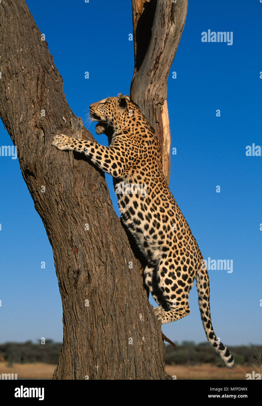 LEOPARD climbing tree Africa Panthera pardus Leopards are accomplished ...