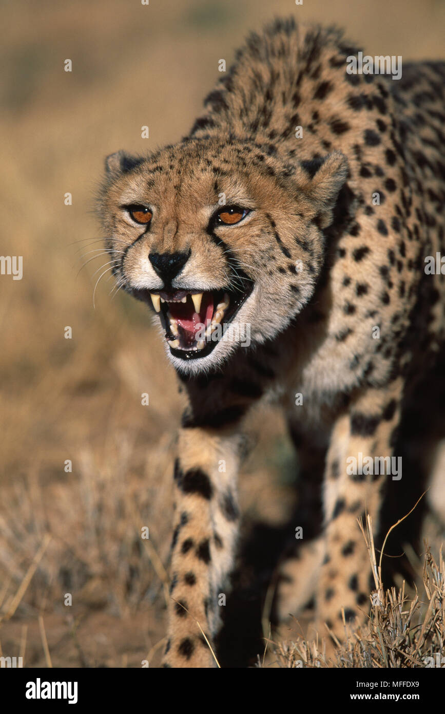 Cheetah face detail hi-res stock photography and images - Alamy