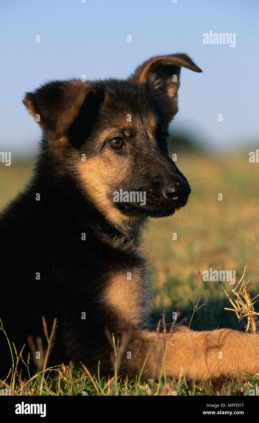 8 week old puppies hi-res stock photography and images - Alamy