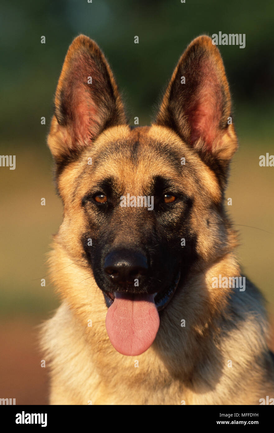 Alsatians breeds hi-res stock photography and images - Alamy