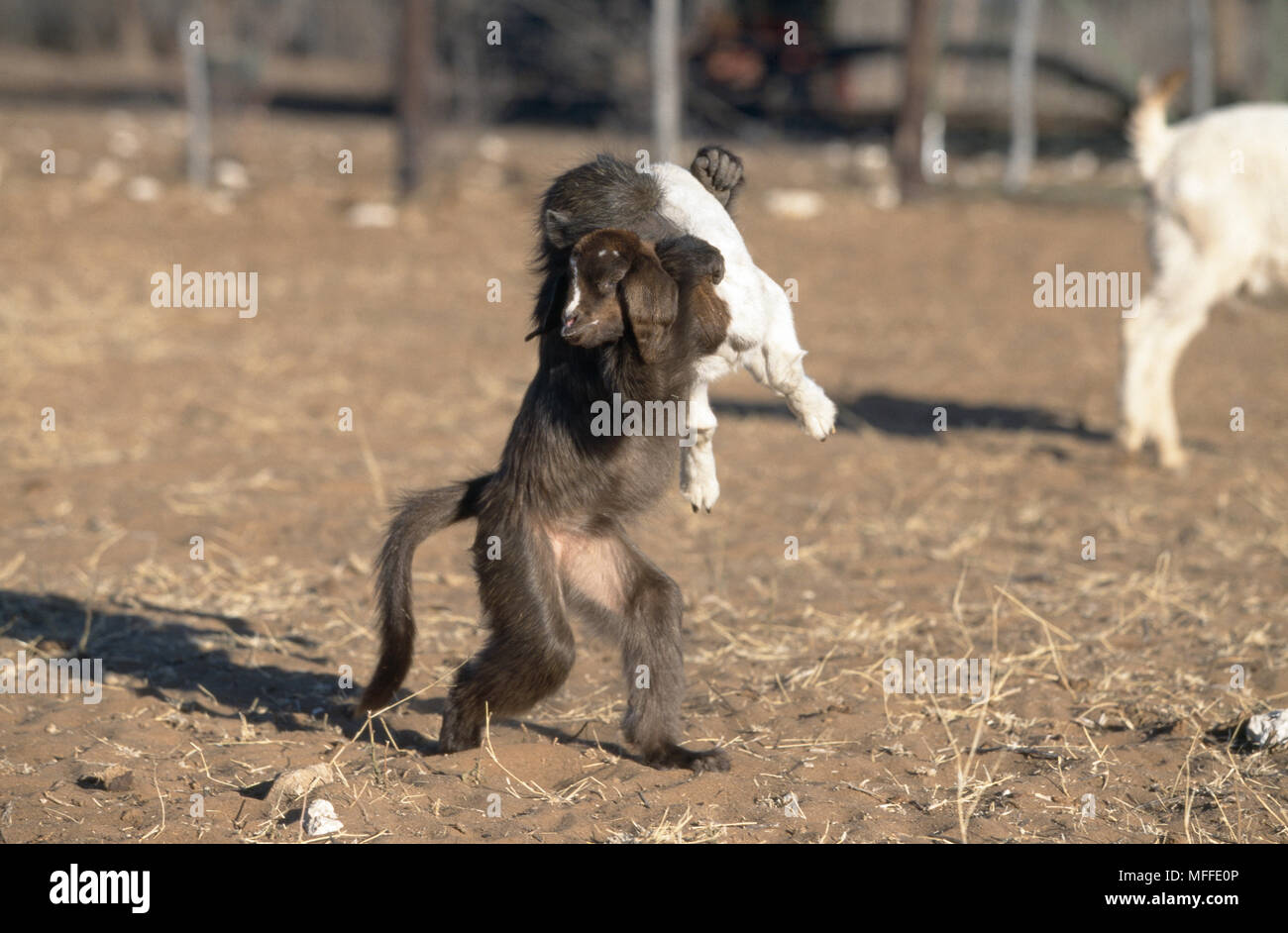 Mha003591a hi-res stock photography and images - Alamy