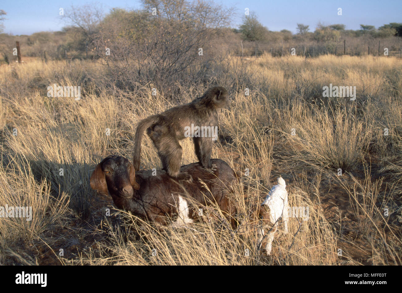 BABOON CHECKING FOR PREDATORS Orphaned baboons are sometimes used to ...